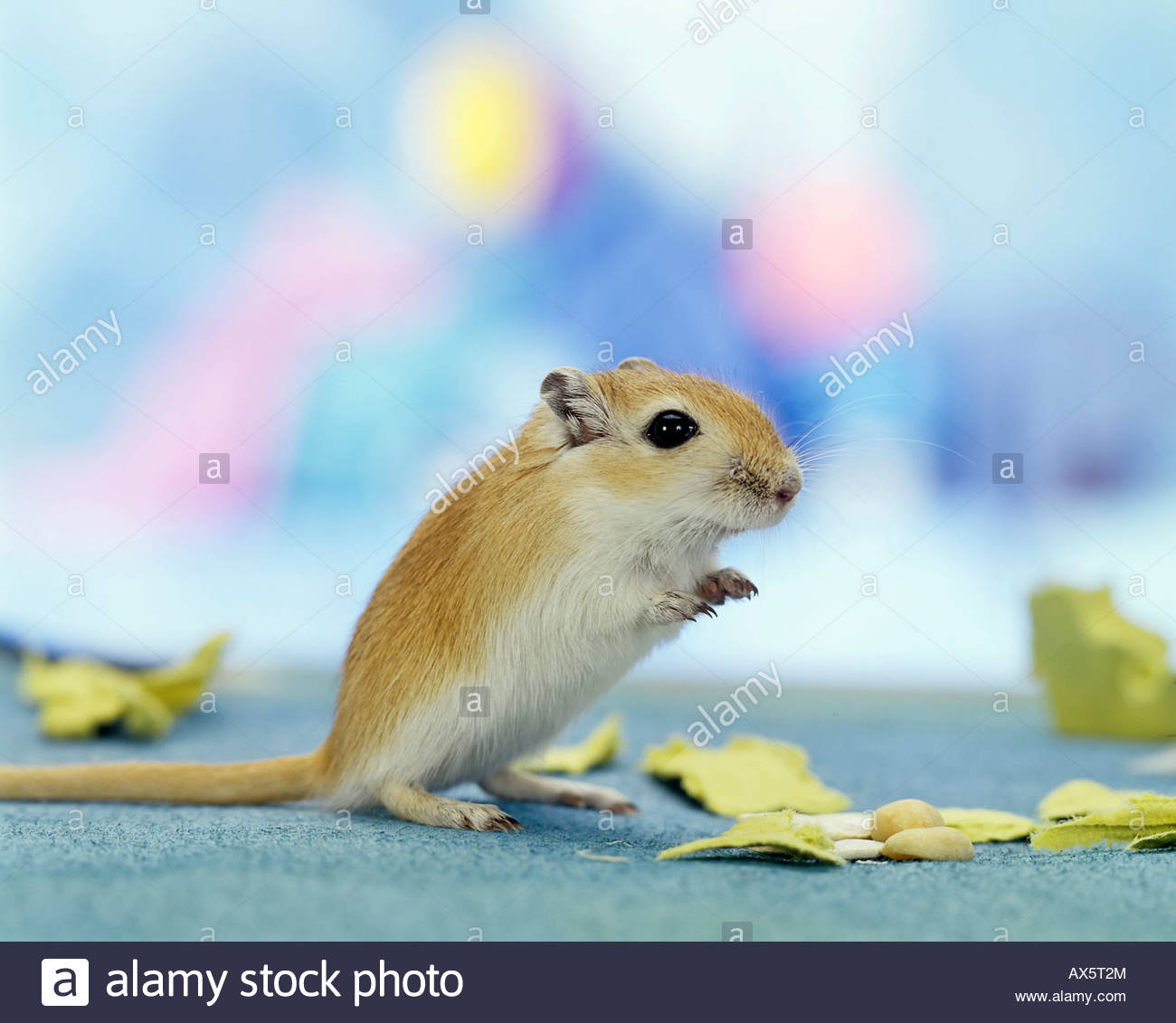 Gerbillinae; Ratos-da-Areia; Gerbilos; Meriones; Psammomys; Camundongos ...