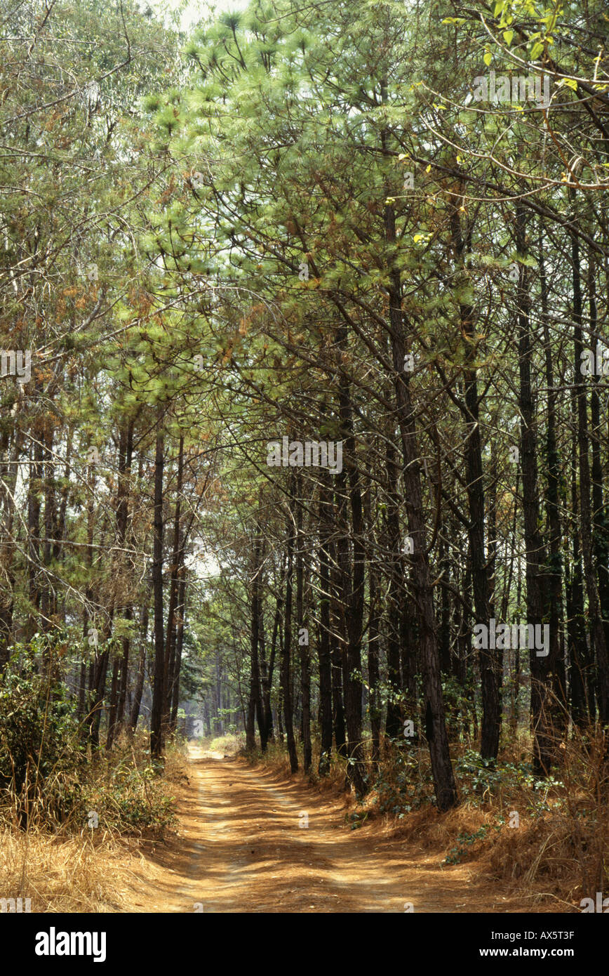 Chambeshi, Zambia, Africa. Track through pine plantation Stock Photo ...