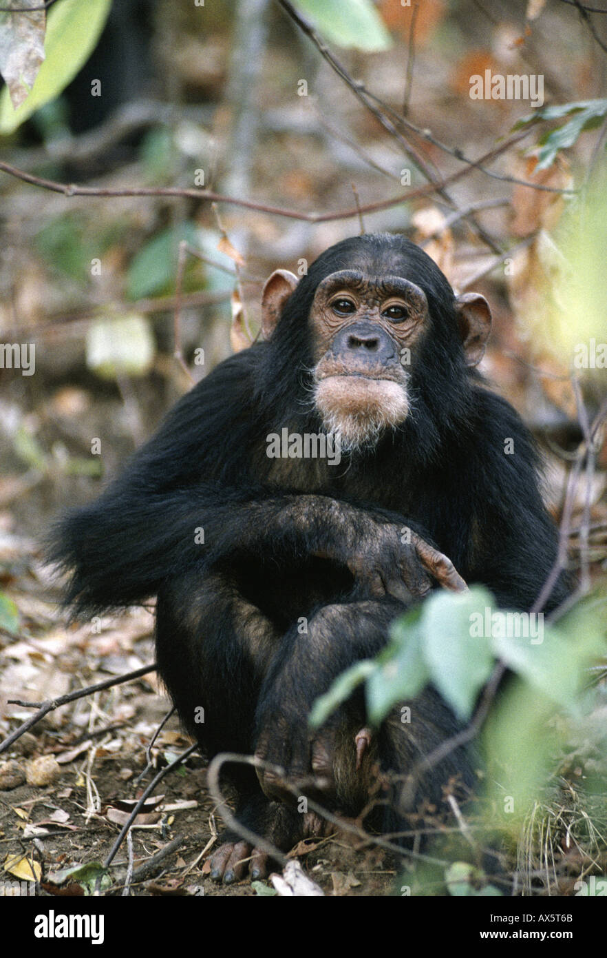 Gombe chimpanzees hi-res stock photography and images - Alamy