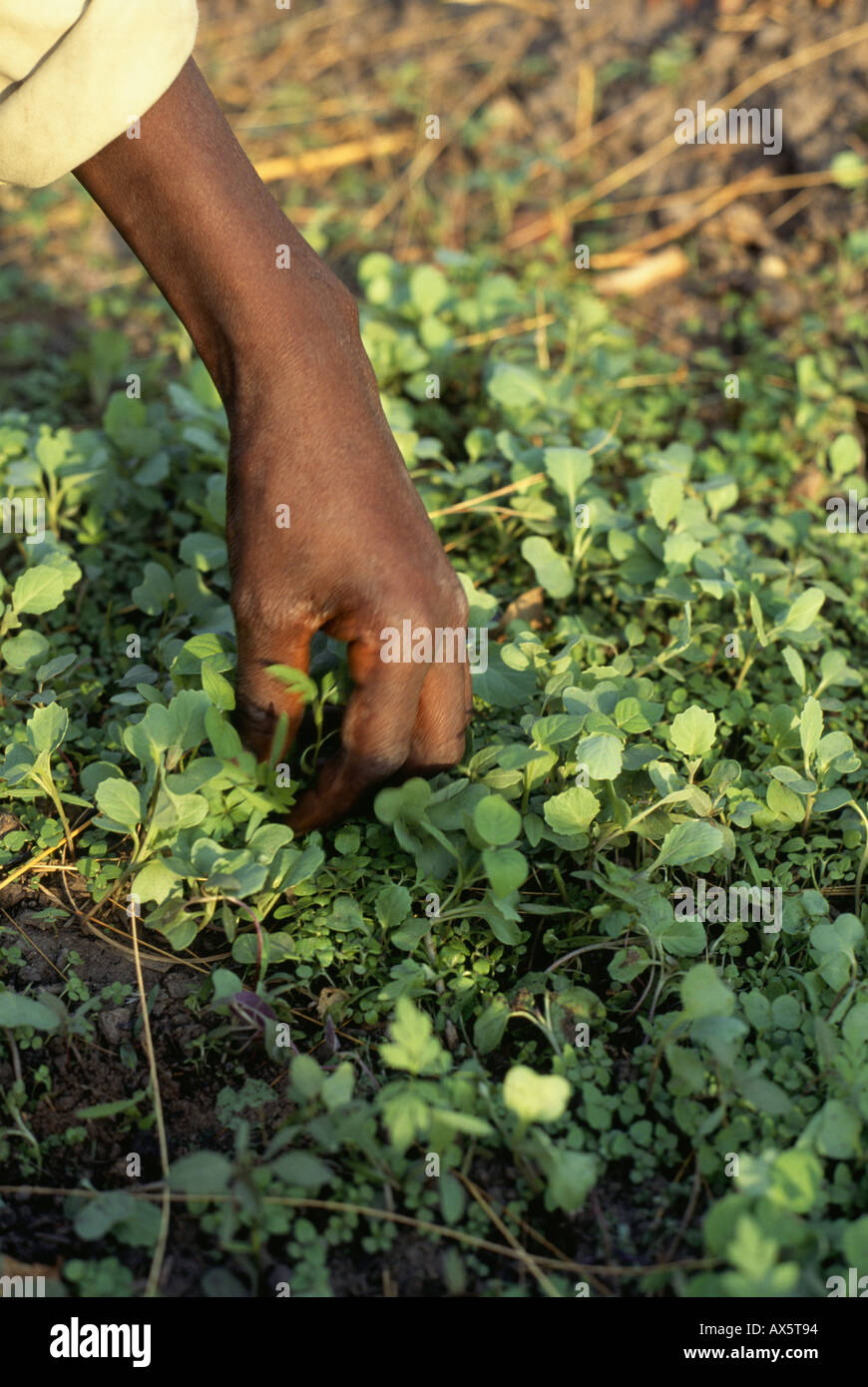 Mbati, Zambia. Hand separating seedlings for planting out Stock Photo ...