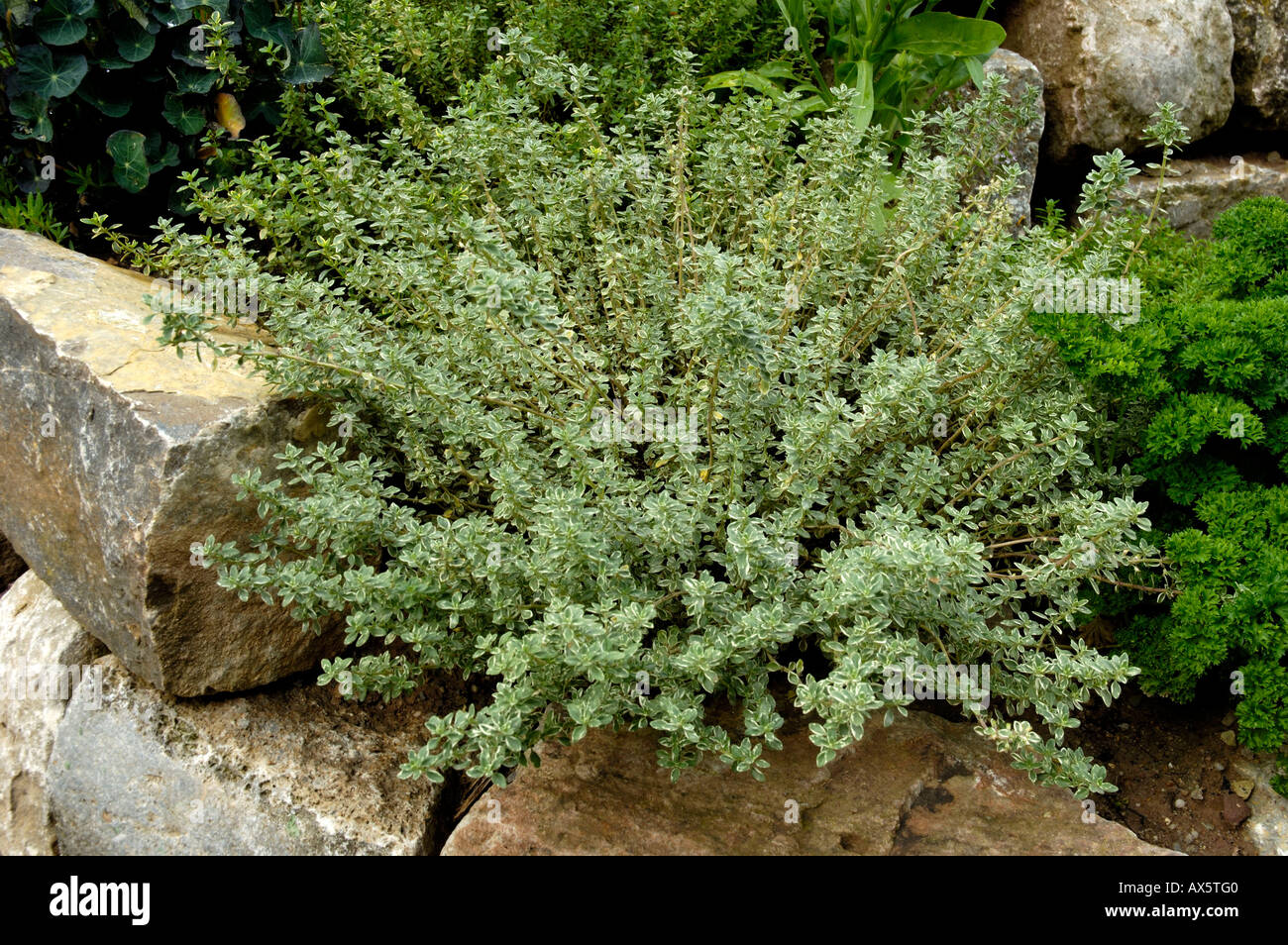 Silver queen lemon thyme hi-res stock photography and images - Alamy