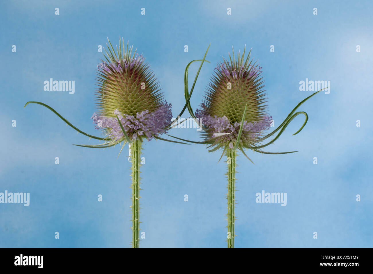 Common Teasel Stock Photo - Alamy