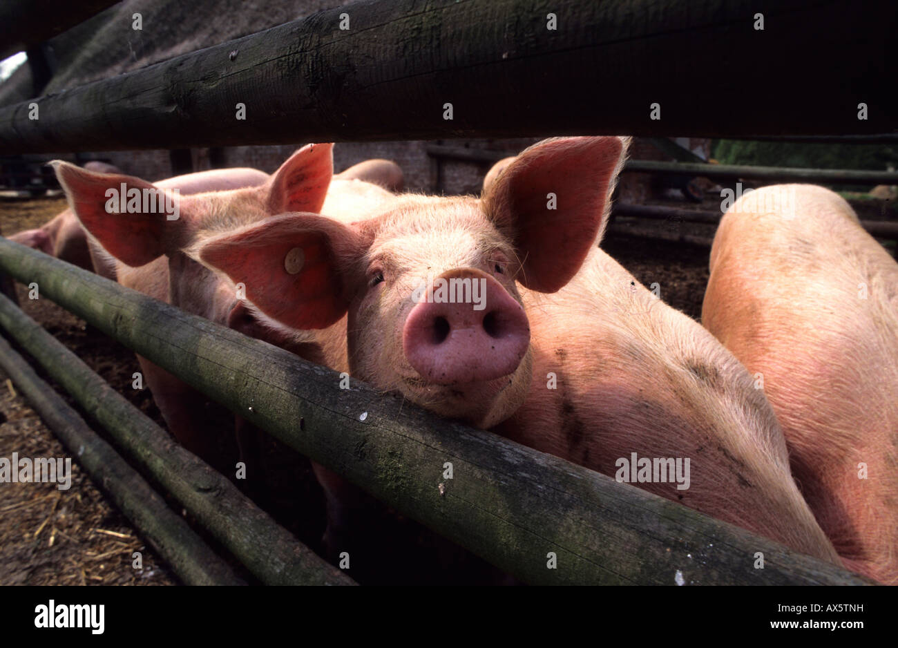 Pigs in a pen Stock Photo - Alamy