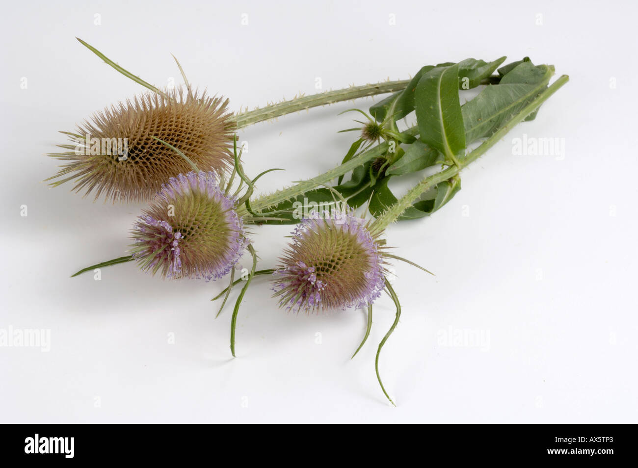 Common Teasel Stock Photo - Alamy