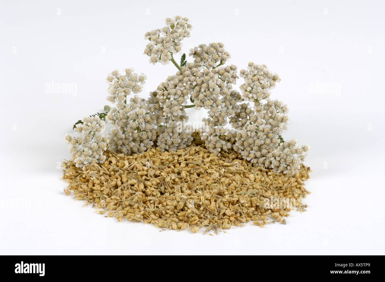 Dried yarrow hi-res stock photography and images - Alamy