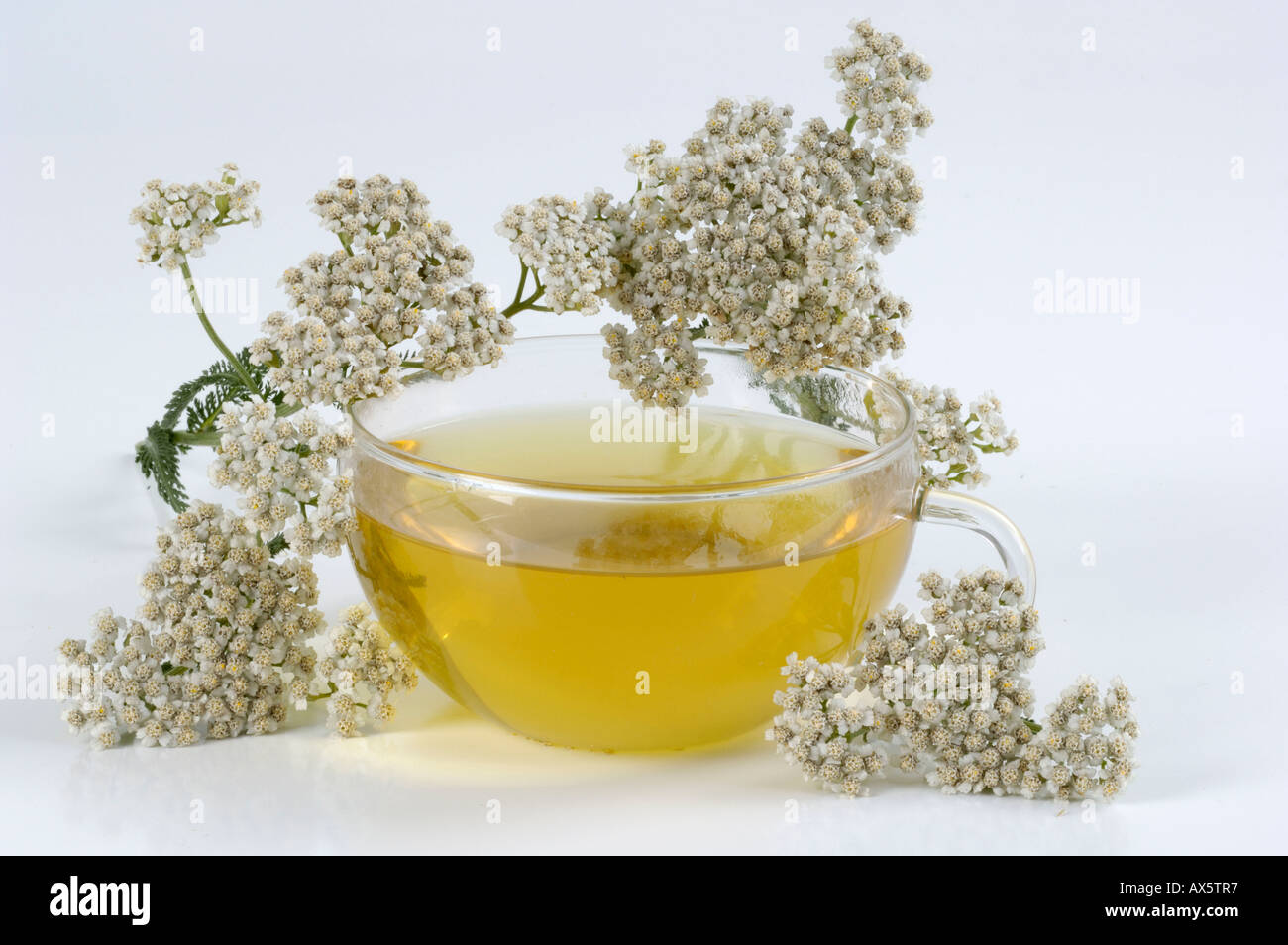 Tea yarrow hi-res stock photography and images - Alamy
