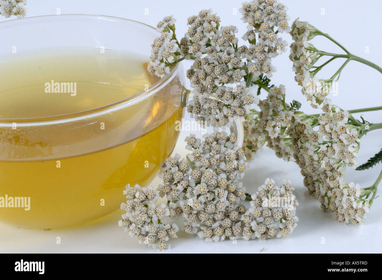 Tea yarrow hi-res stock photography and images - Alamy