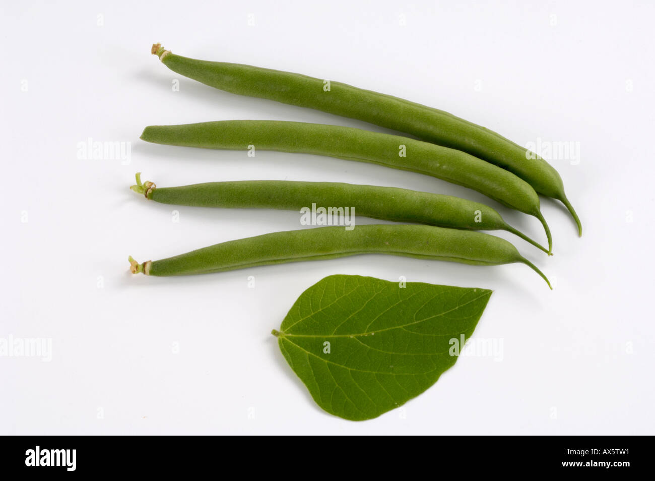 Green Bean Stock Photo - Alamy