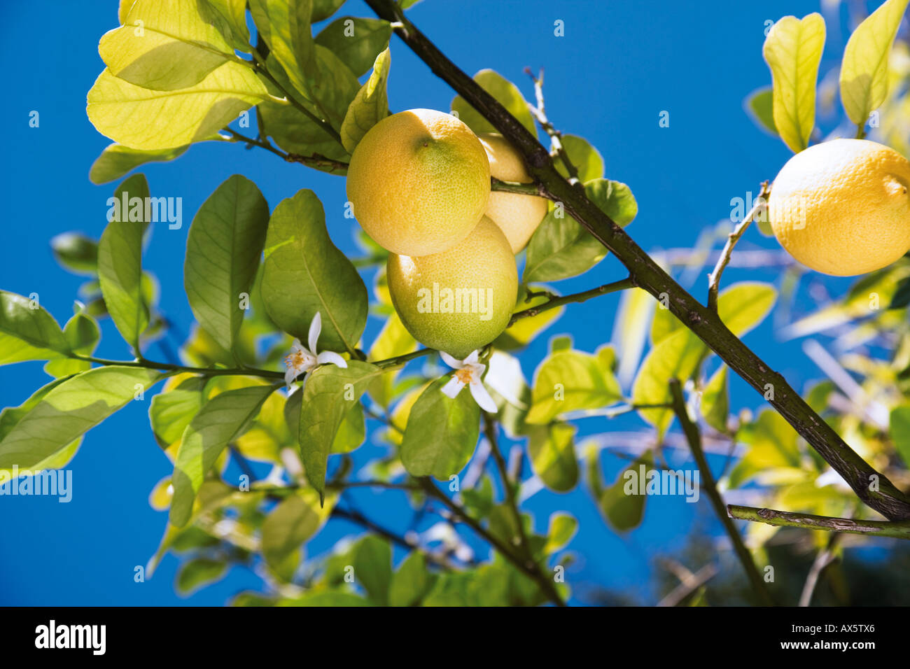 Fruit plants flowering lemon tree hi-res stock photography and images ...