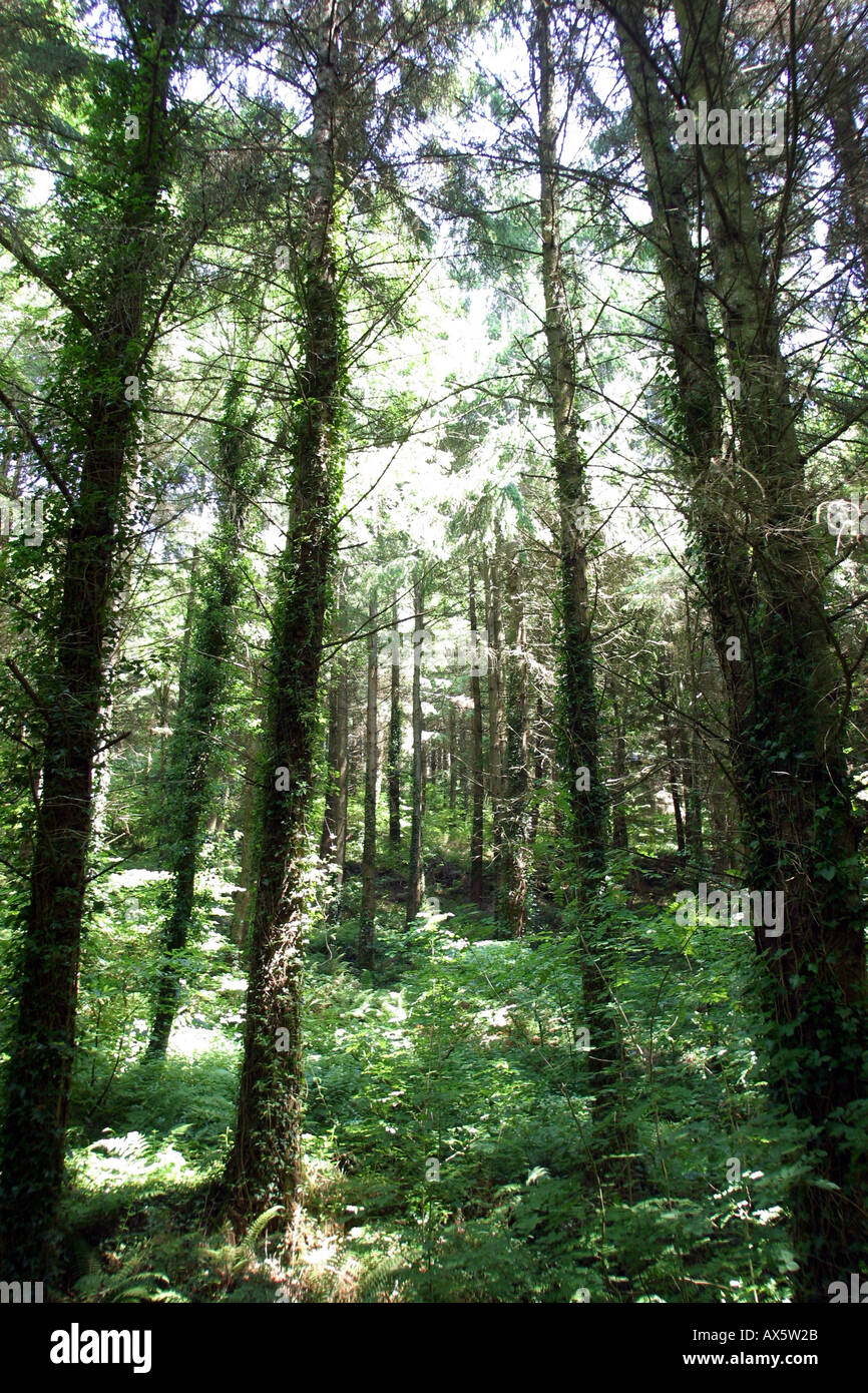 Deciduous woodland at Trelowarren Estate Mawgan Helaston Cornwall UK ...