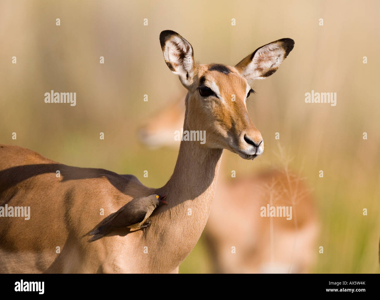 Oxpecker (Buphagus) sitting on an Impala (Aepyceros melampus) at Moremi ...