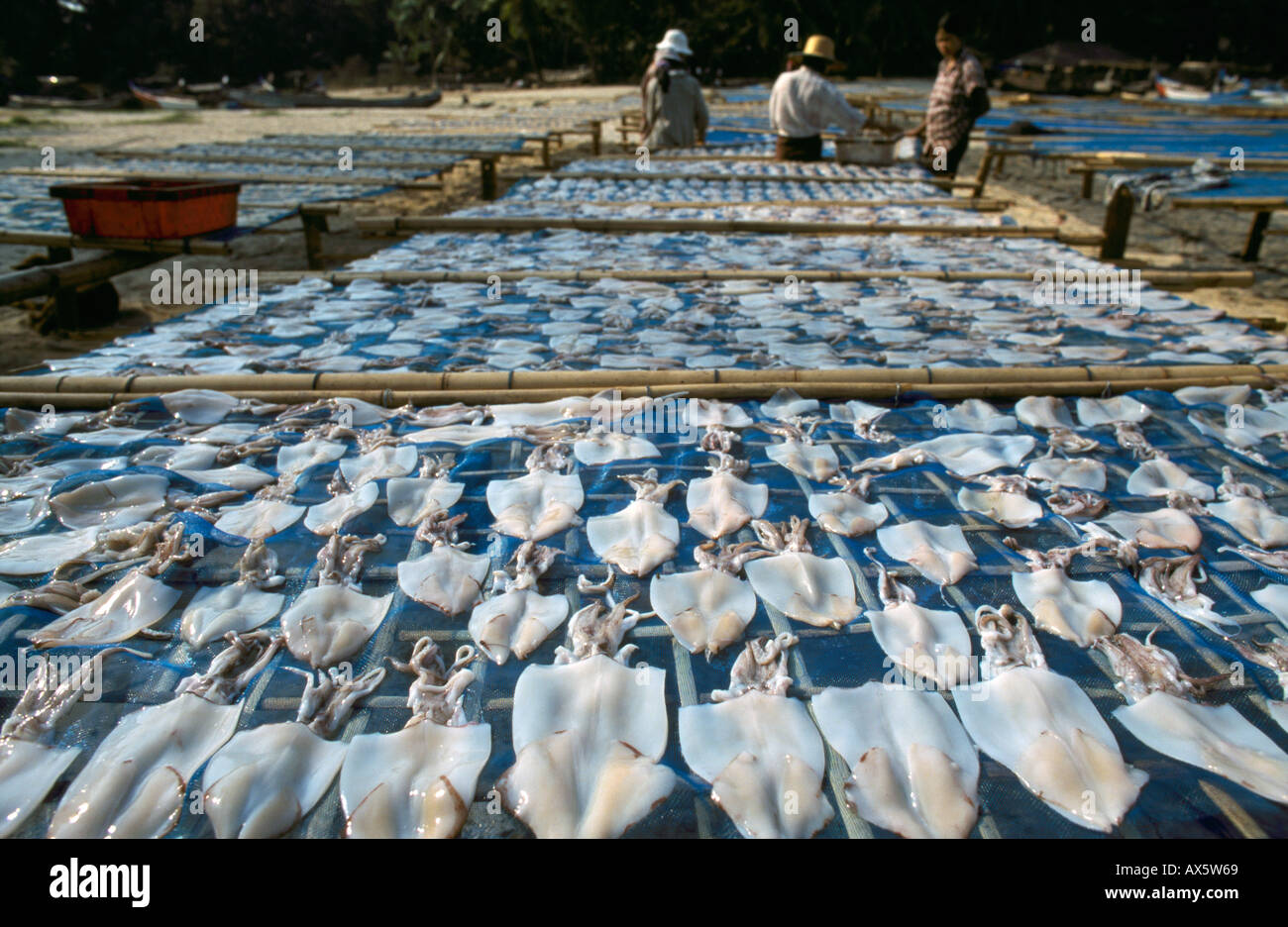 Squid racks hi-res stock photography and images - Alamy