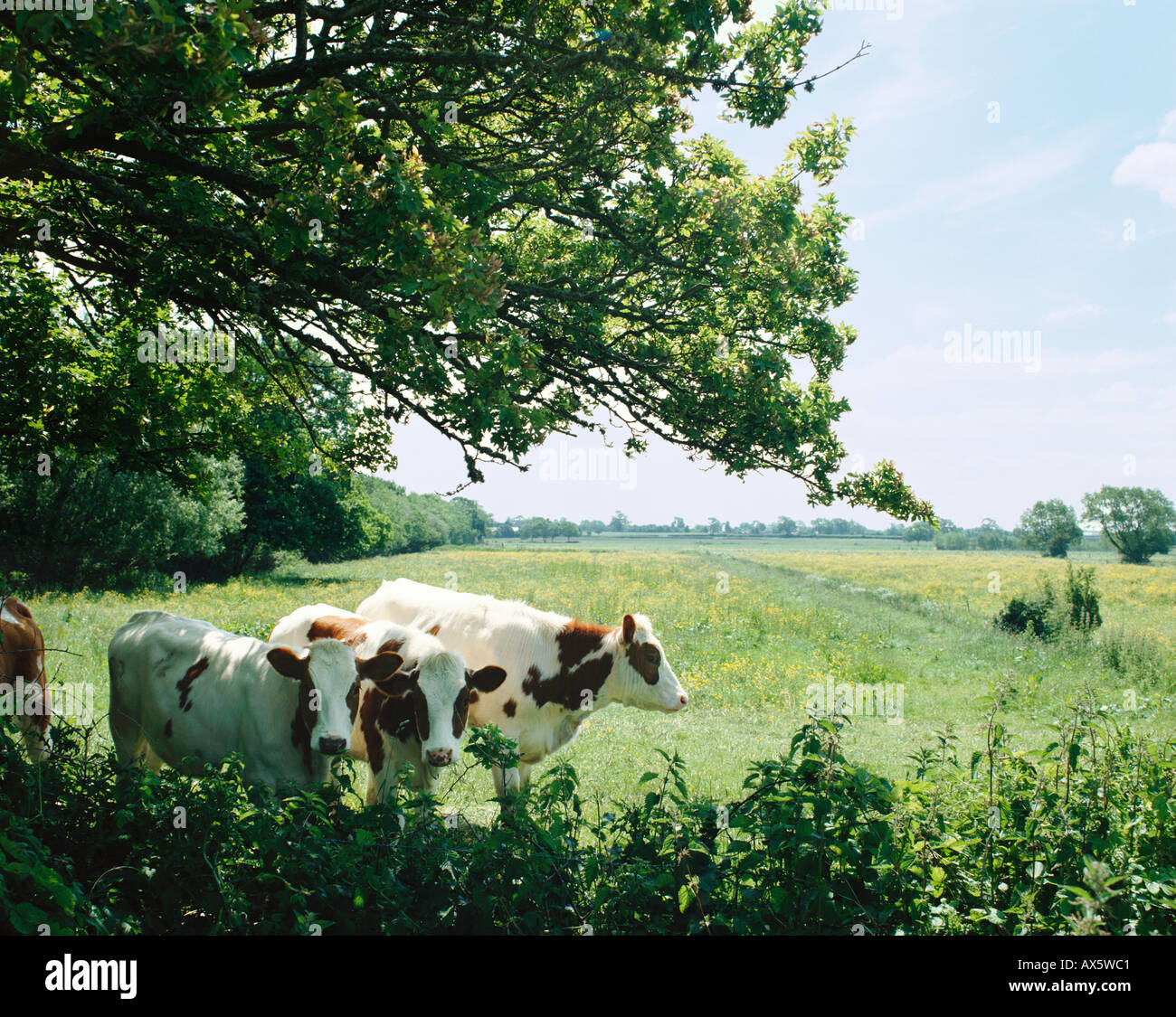 Cow somerset levels hi-res stock photography and images - Alamy