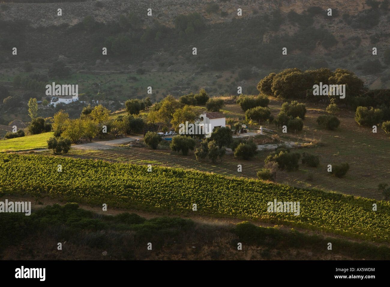 Vineyards ronda hi-res stock photography and images - Alamy