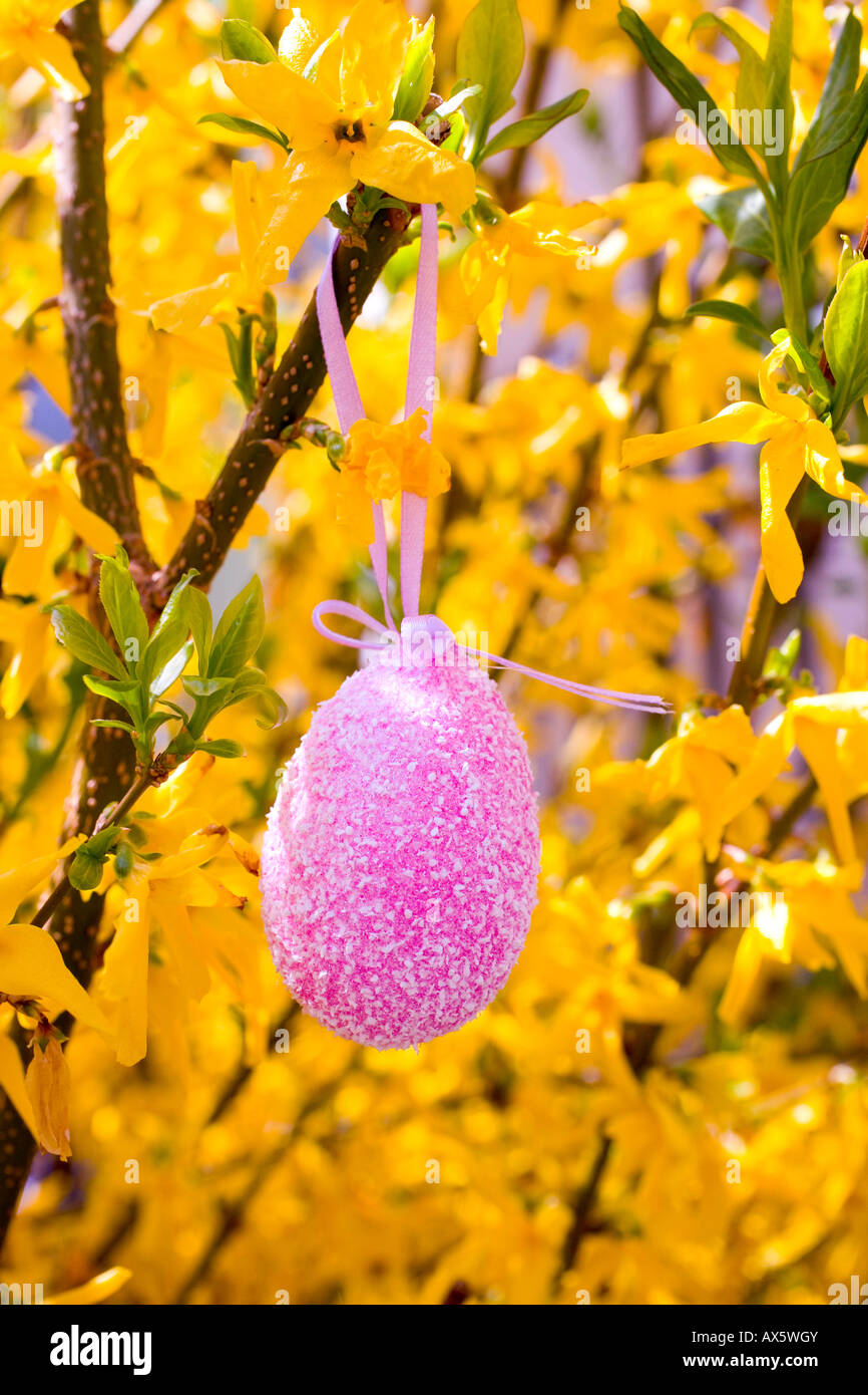 Blossoming Easter bush, Forsythia Stock Photo - Alamy
