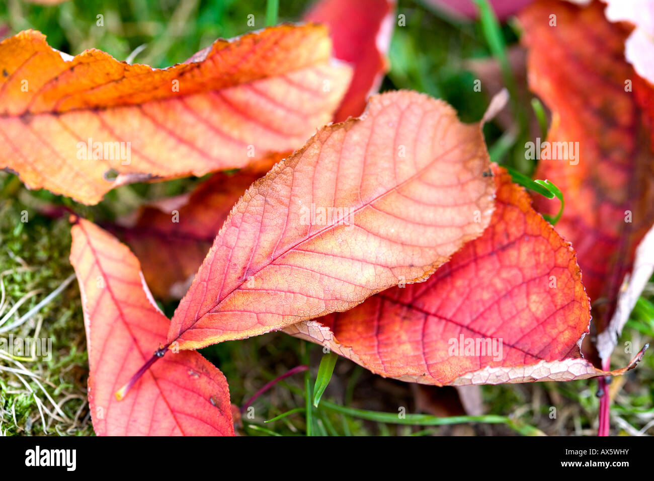 Dry autumn leaves Stock Photo - Alamy