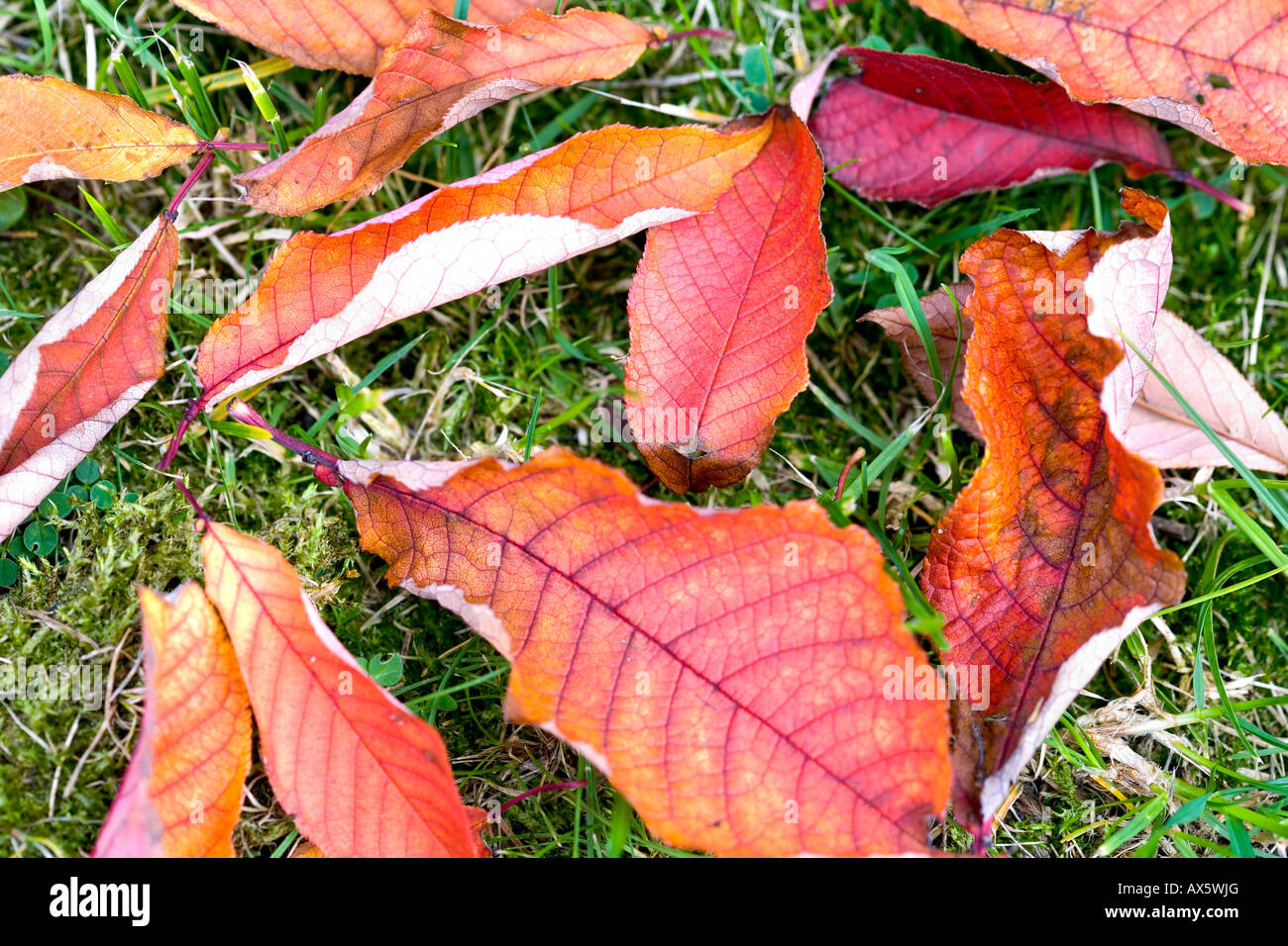 Colourful autumn leaves Stock Photo - Alamy