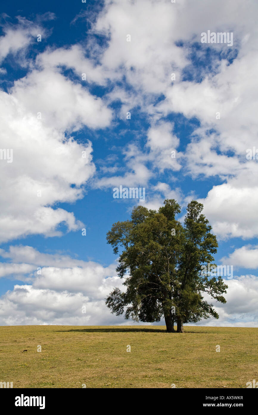 Tree on a meadow with clouds, Chile, South America Stock Photo - Alamy