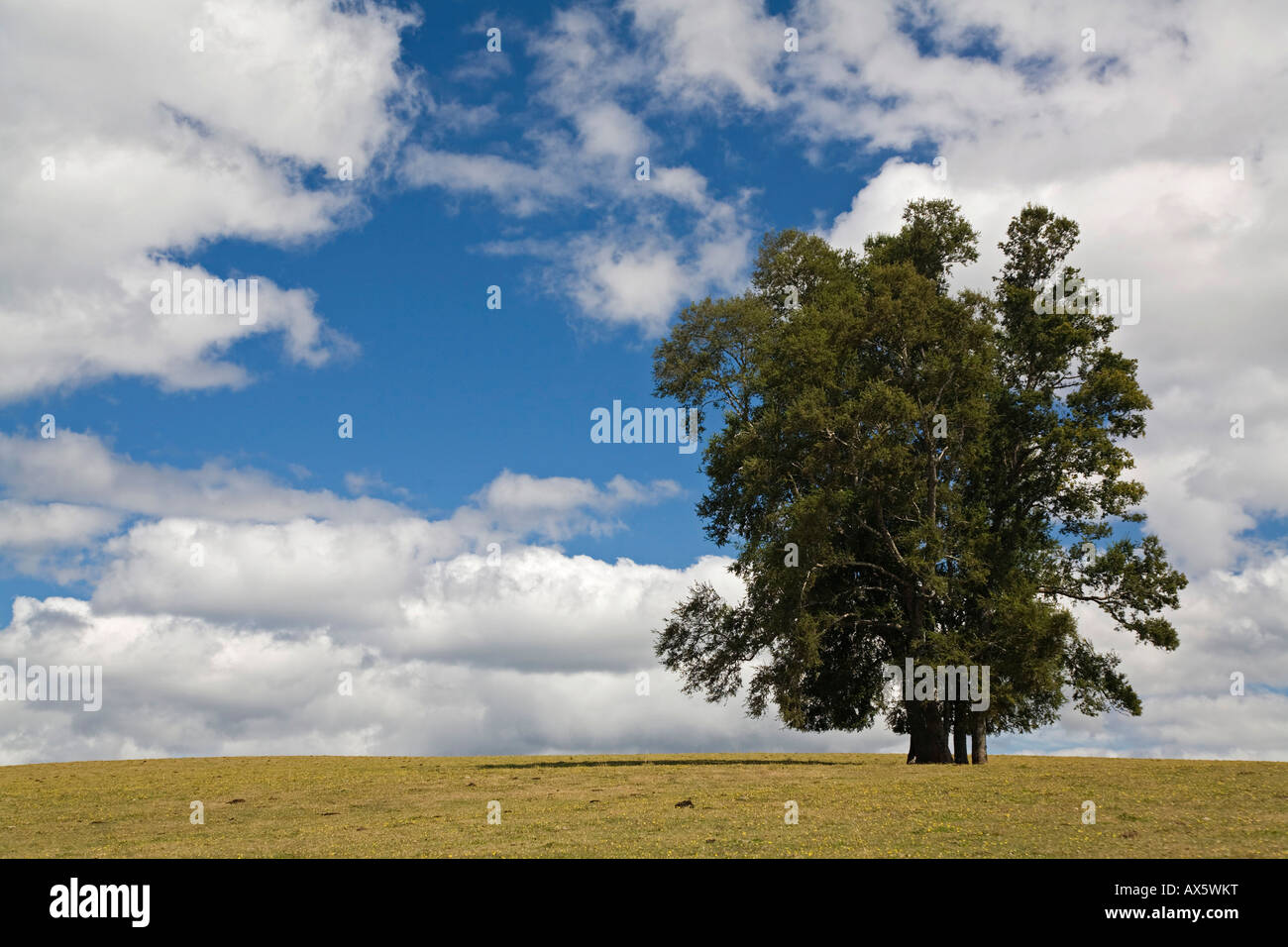 Tree on a meadow with clouds, Chile, South America Stock Photo - Alamy