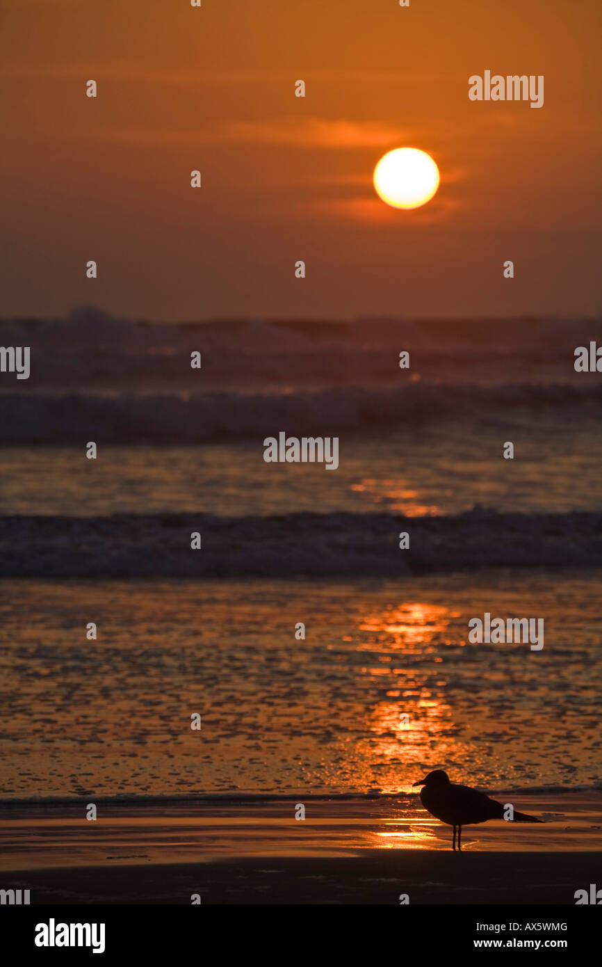 Sunset with sea gull at the beach from Arica, Pacific, North of Chile ...