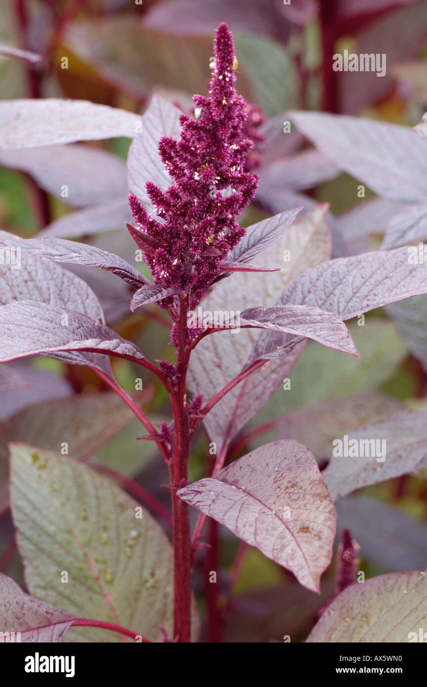 Amaranth / Love-lies-bleeding Stock Photo - Alamy