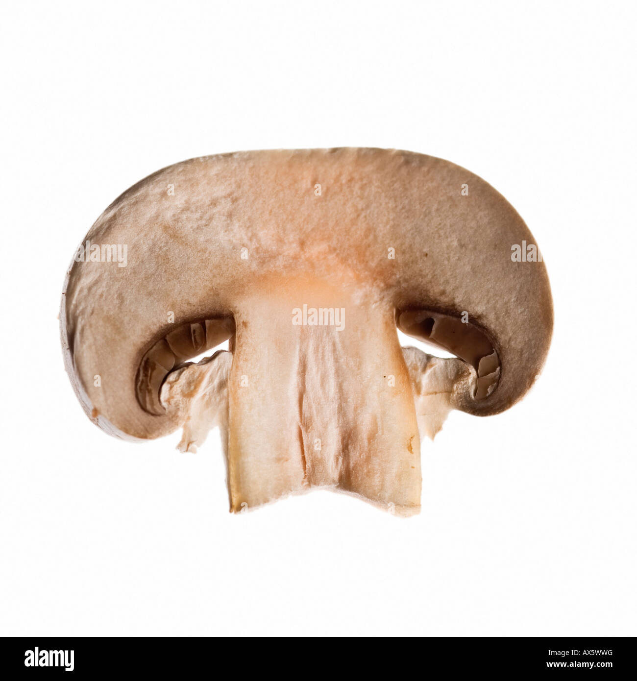 Mushroom cut in half hi-res stock photography and images - Alamy