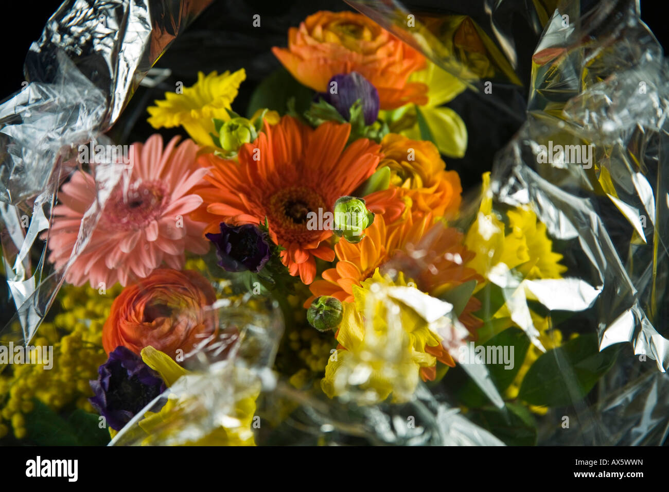 Cellophane paper hi-res stock photography and images - Alamy