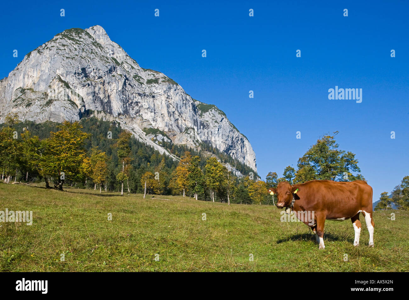 Cow (Bovinae) standing on a mountain meadow, Eng, Ahornboden region ...