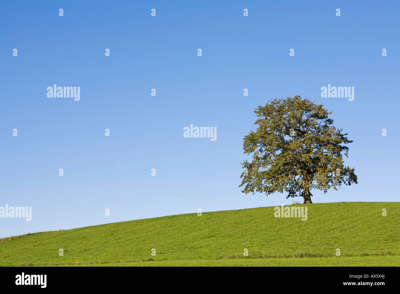 Lone tree on a meadow, Bavarian pre-Alps, Upper Bavaria, Bavaria ...