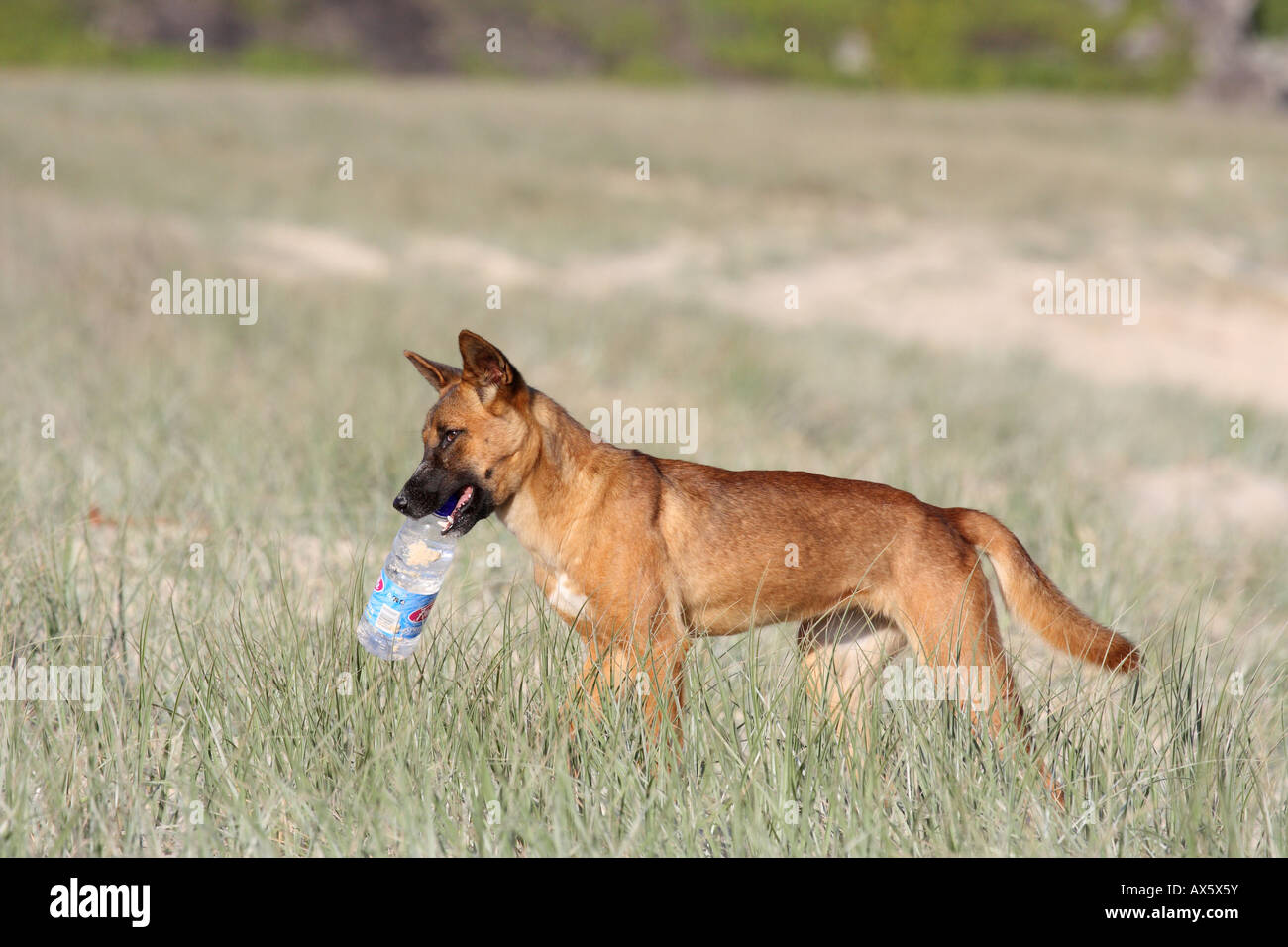 Dingo, canis lupus dingo, single pure-bred adult carrying a bottle of ...