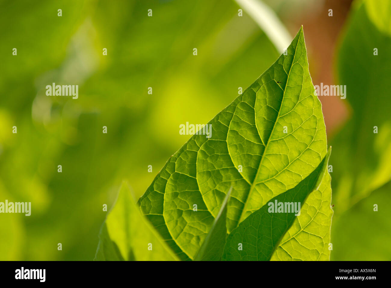 Tobacco crop photos hi-res stock photography and images - Alamy