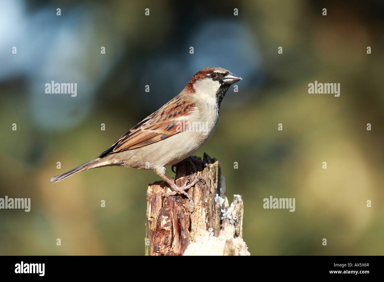 House Sparrow (Passer domesticus Stock Photo - Alamy