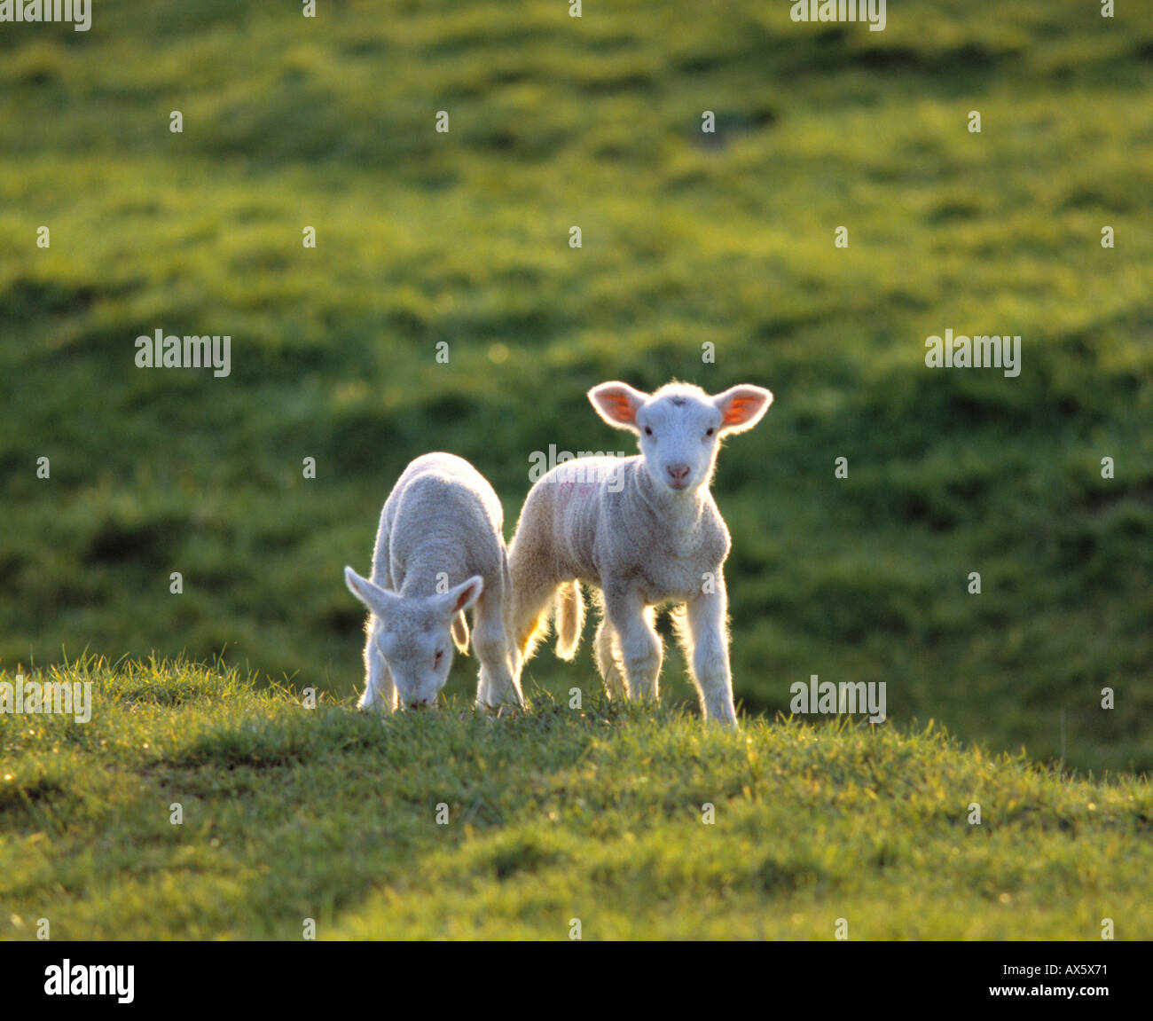 ANIMALS LAMBS Stock Photo - Alamy