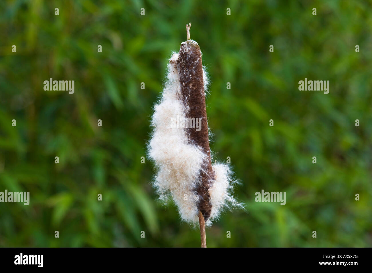 Cattail, seed head (Typha Stock Photo - Alamy