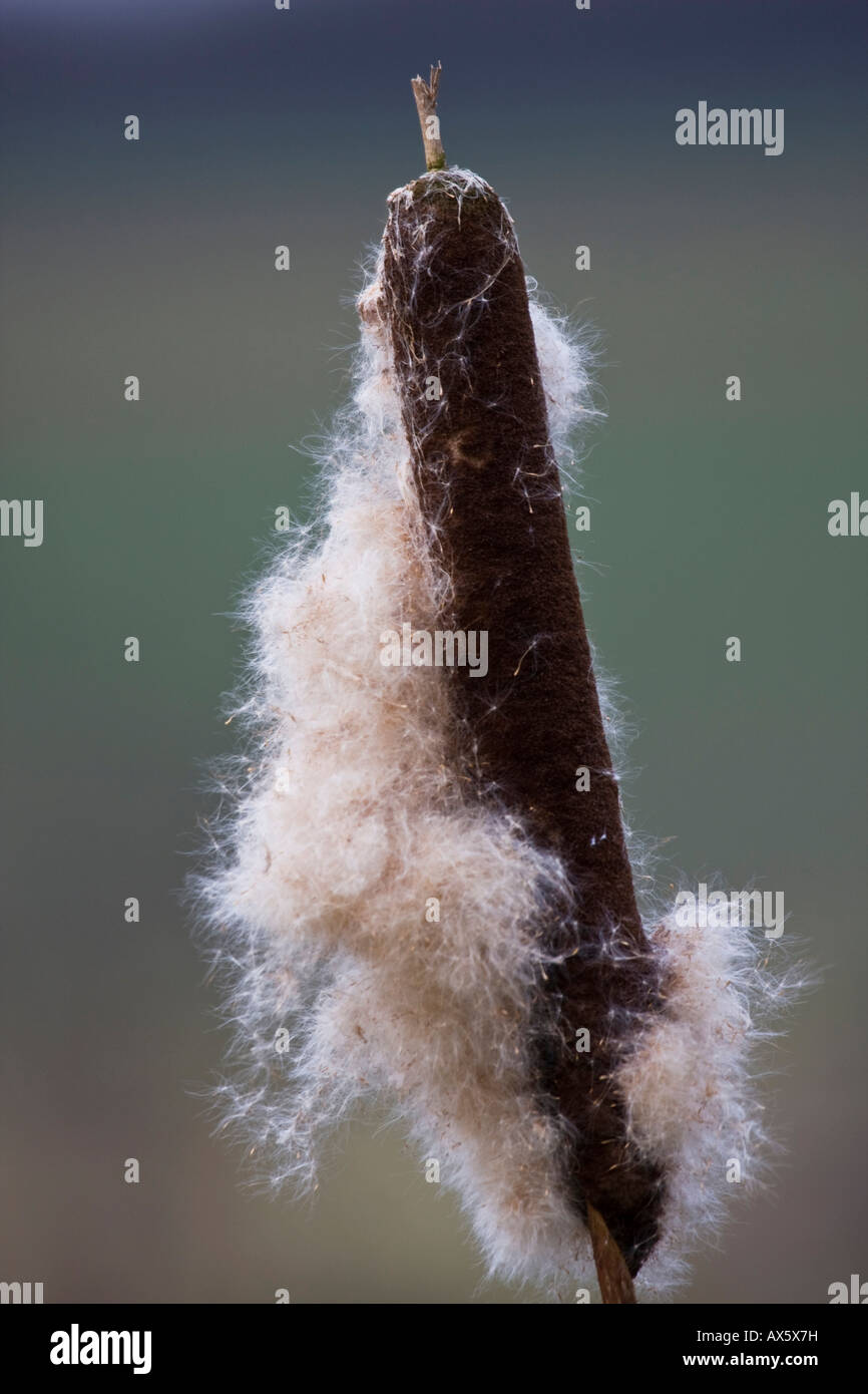Cattail, seed head (Typha Stock Photo - Alamy