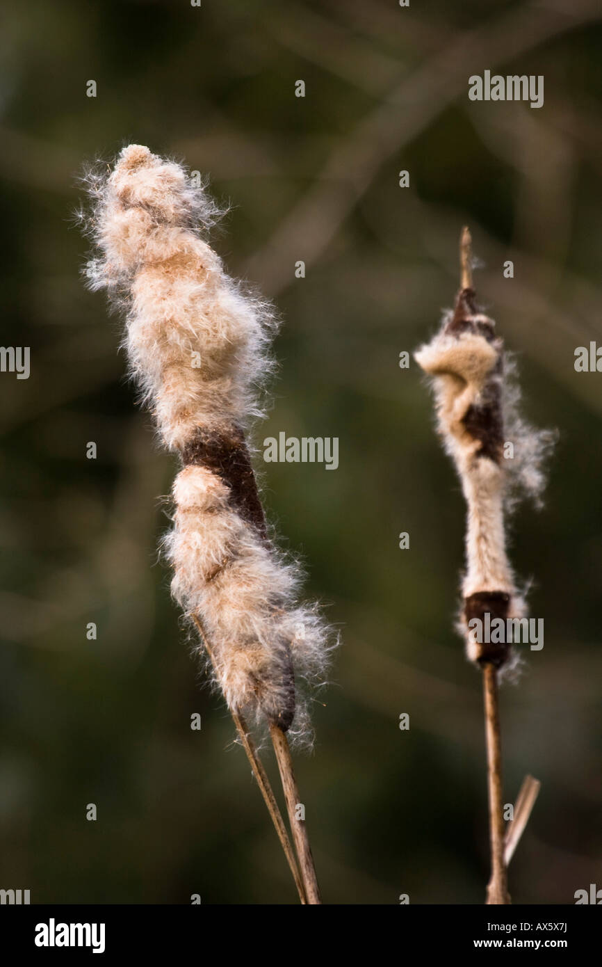 Cattail, seed heads (Typha Stock Photo - Alamy