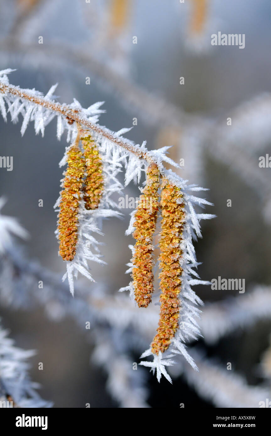 Ice crystals formed on Hazel flowers (Corylus Stock Photo - Alamy