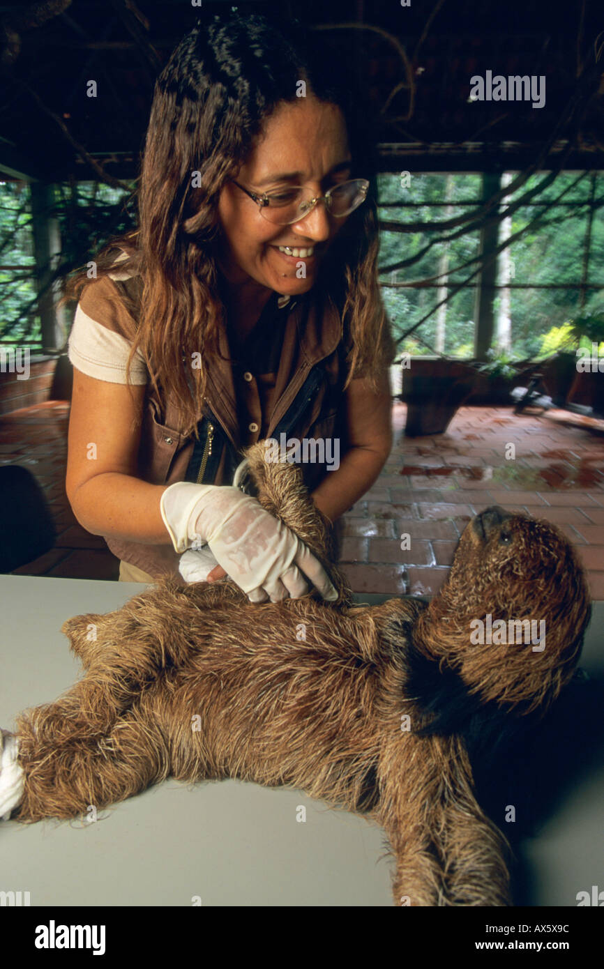 Maned sloth hi-res stock photography and images - Alamy
