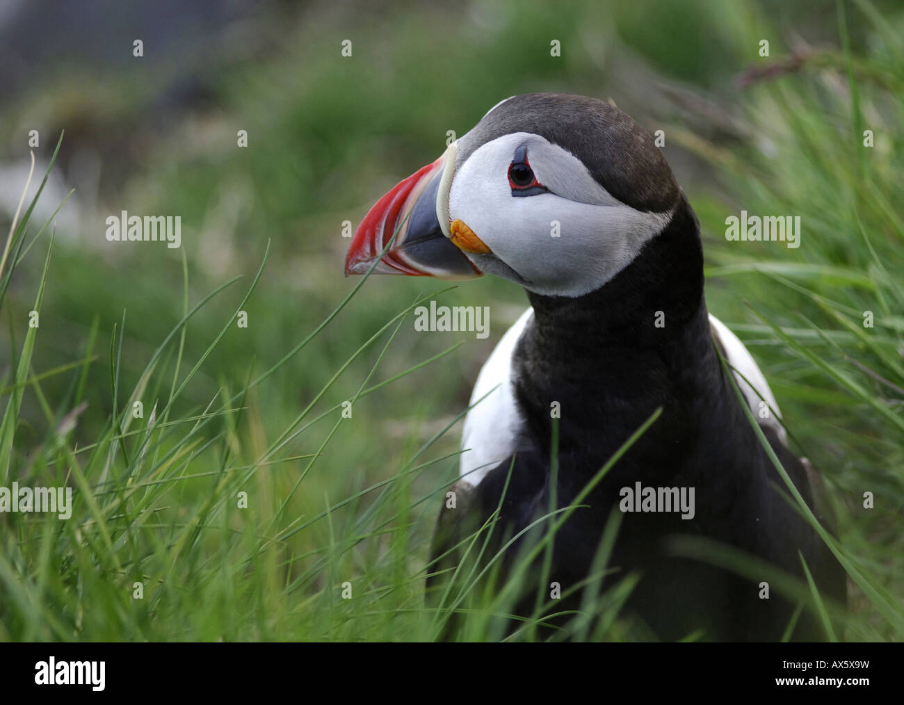 Atlantic Puffin (Fratercula arctica), Runde Island, More og Romsdal ...