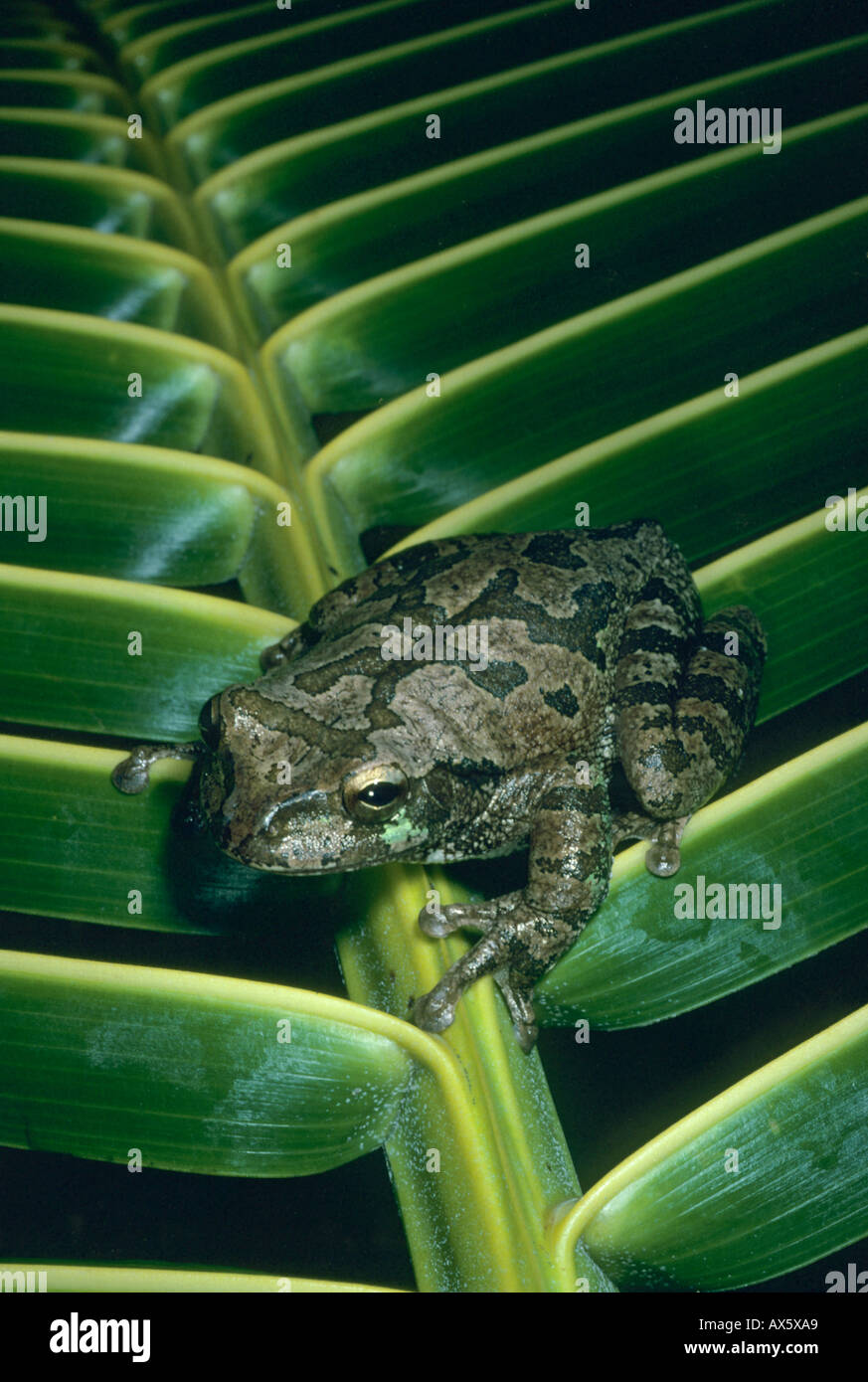 Mexican tree frog on leaf. (Smilisca baudinii Stock Photo - Alamy