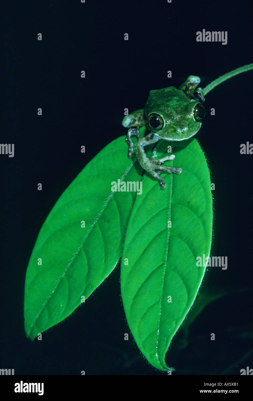 Frog (unknown species) Korup National Park, Cameroon, West Africa Stock ...
