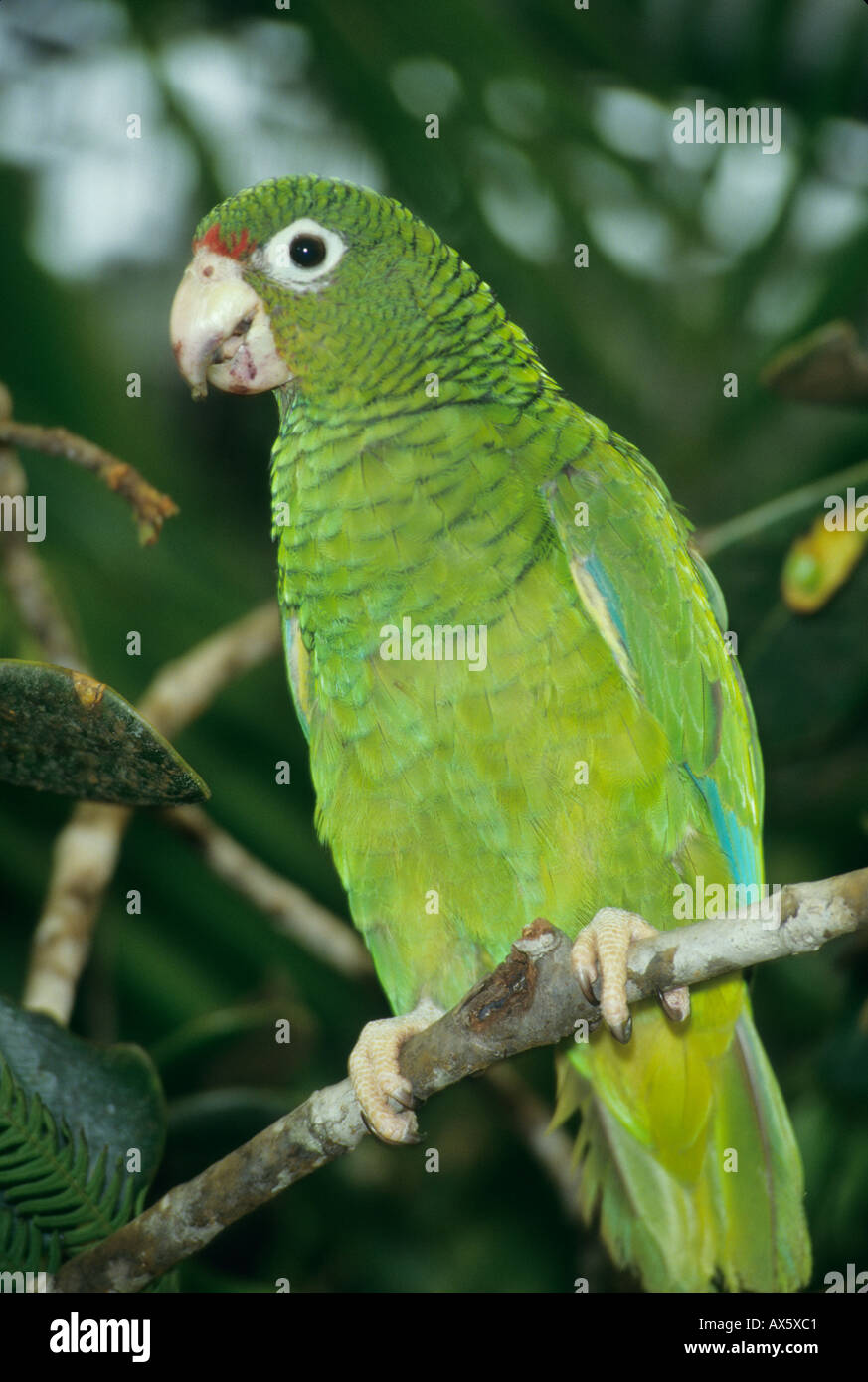 Puerto Rican Parrot (Amazona vittata) endangered, 40 left in wild ...