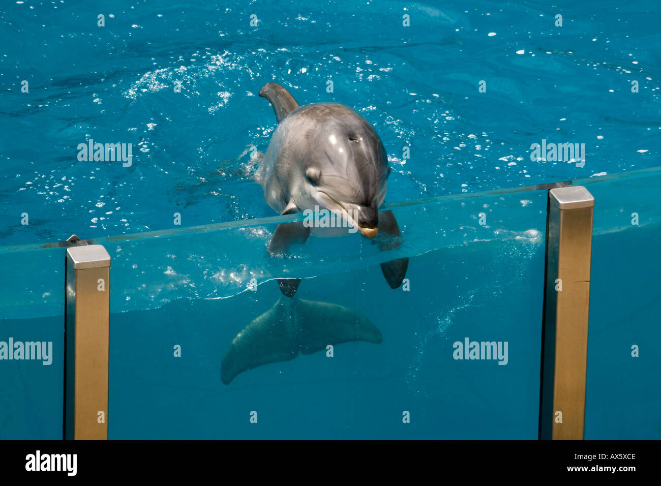 Bottlenose Dolphin, Sea World, San Diego California USA Stock Photo - Alamy
