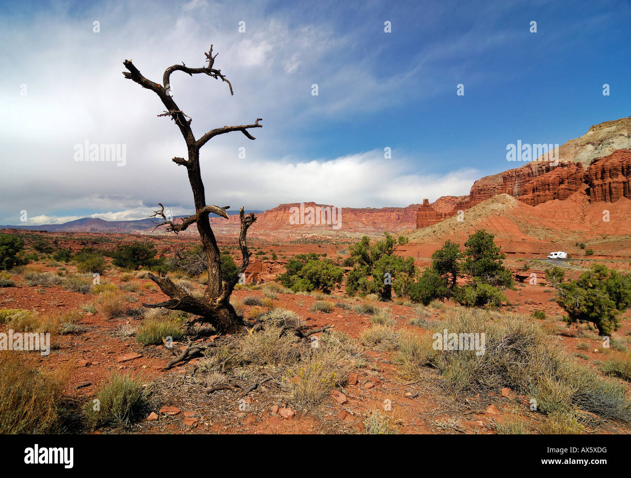 Dead, dried-up tree alongside Highway 89, Grand Staircase National ...