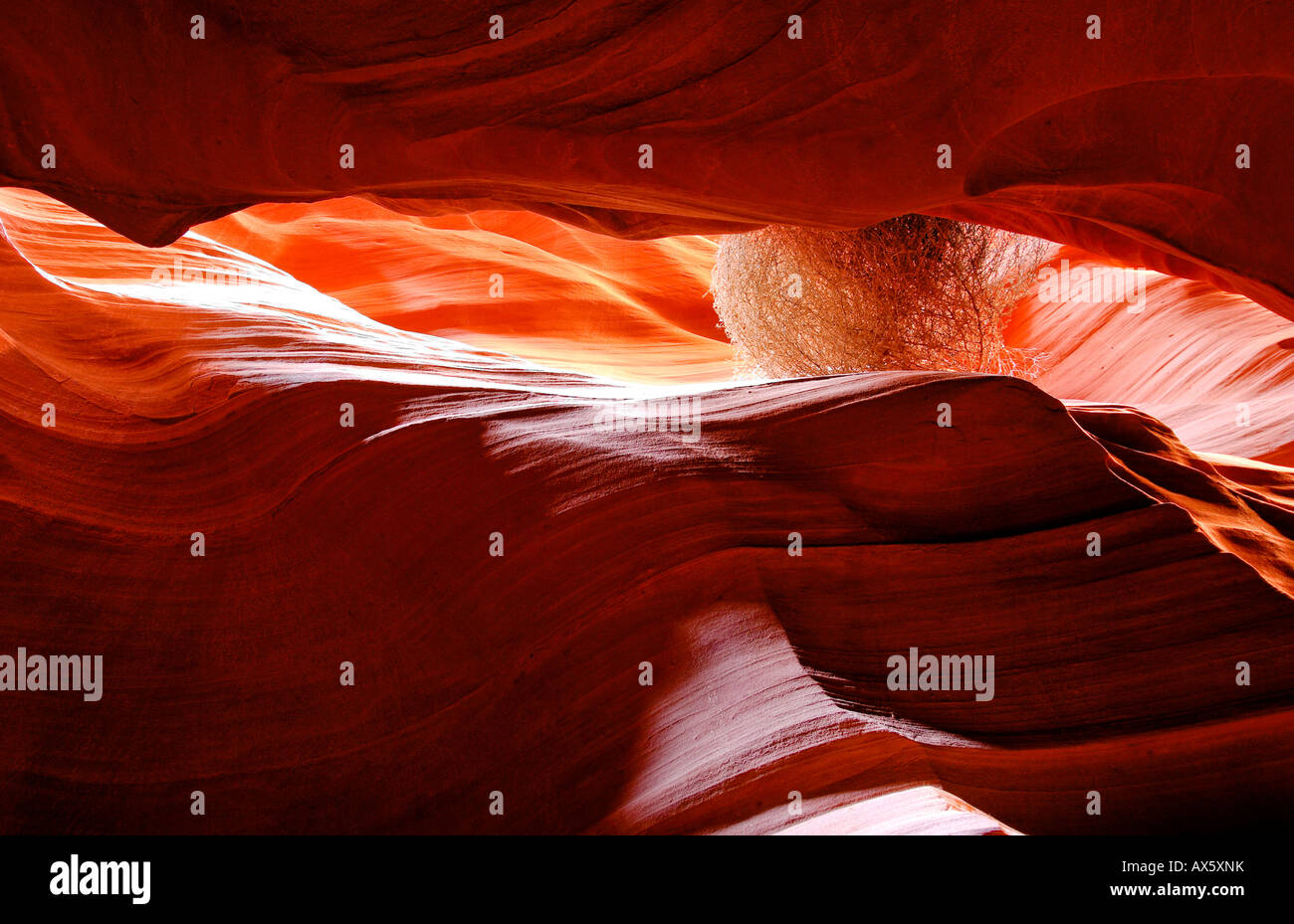 Tumbleweed hi-res stock photography and images - Alamy