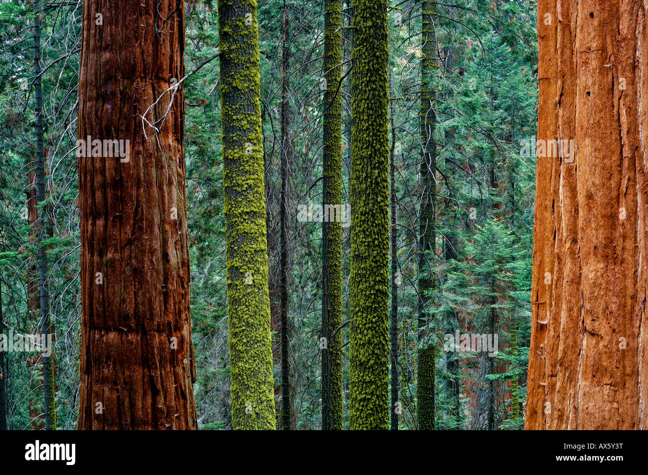 Giant Sequoia (Sequoiadendron giganteum) and spruce tree trunks ...