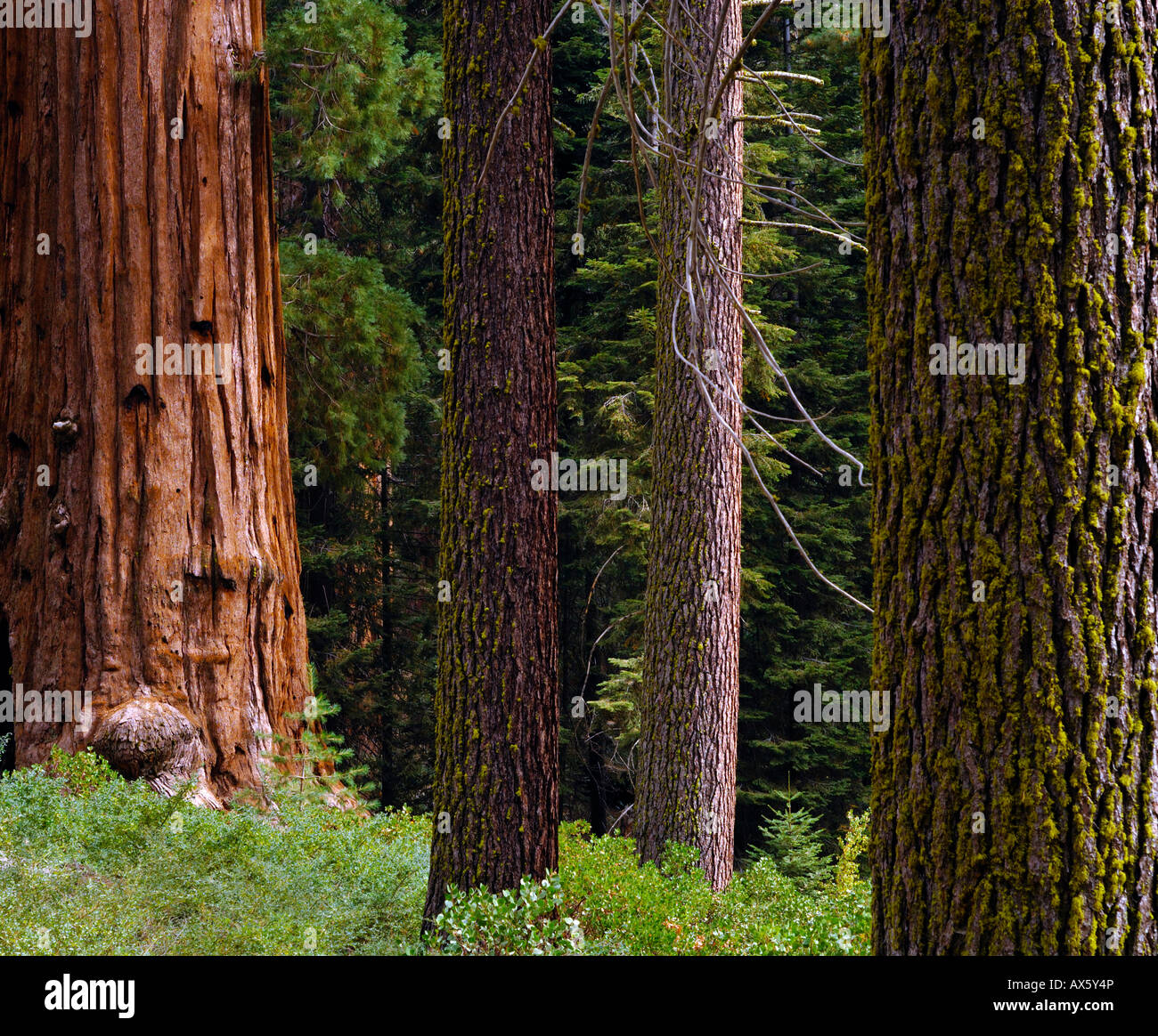 Giant Sequoia (Sequoiadendron giganteum) and spruce tree trunks ...