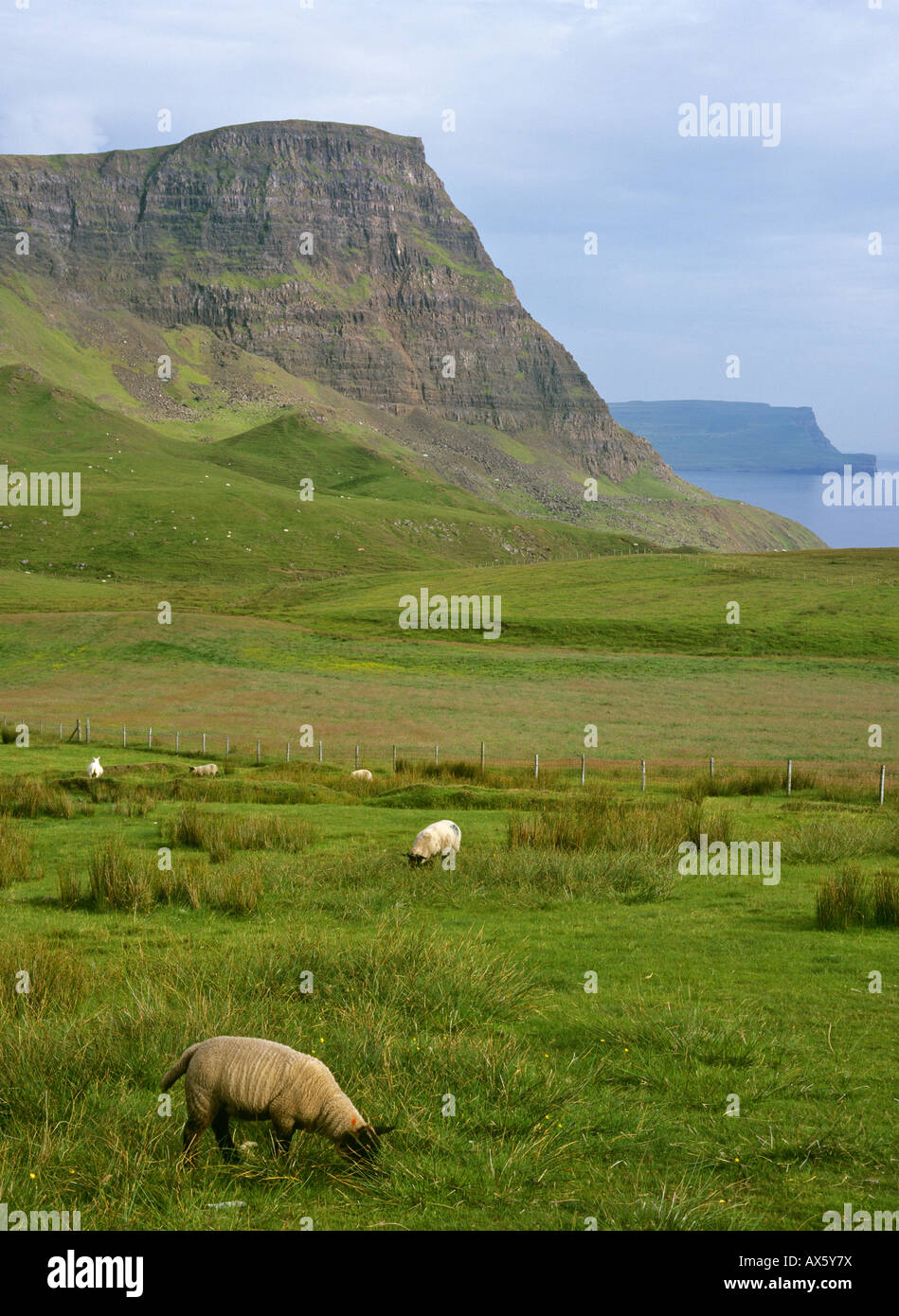 Sheep and Waterstein Head in the background, Neist Point, Isle of Skye ...