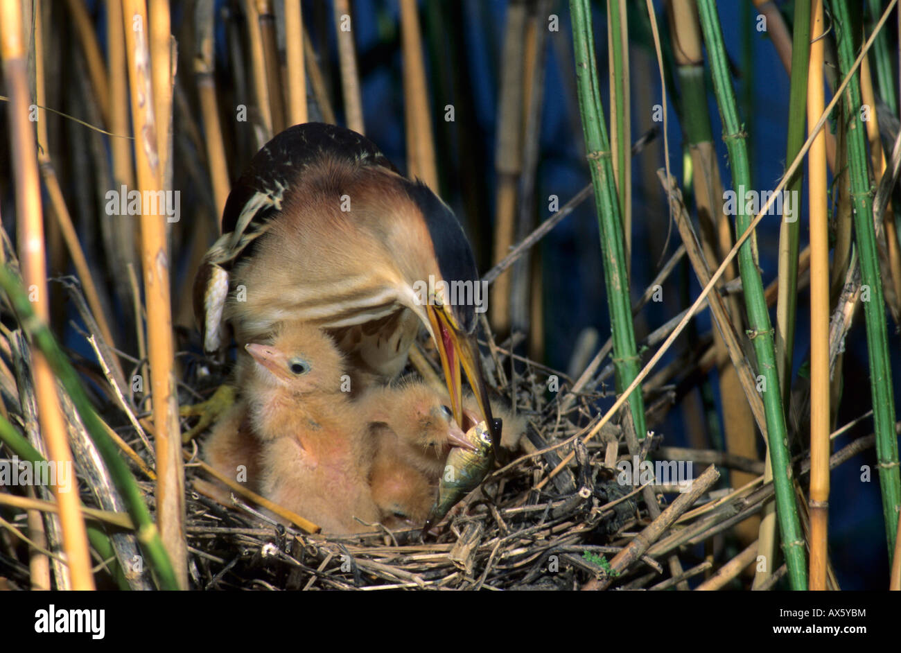 Little Bittern (Ixobrychus minutus), female feeding fish to chick Stock ...