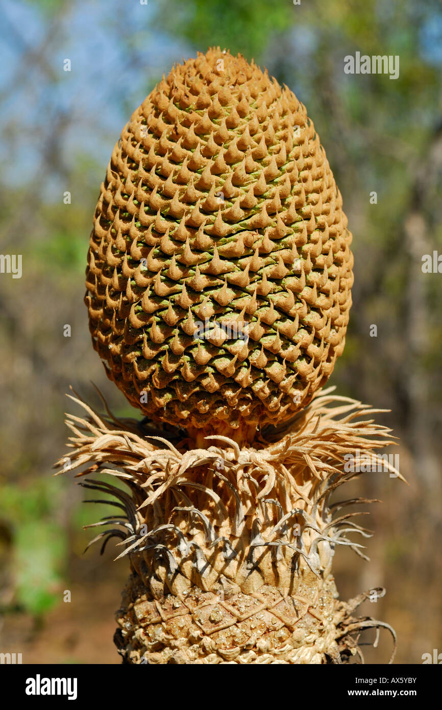 Calyx hi-res stock photography and images - Alamy